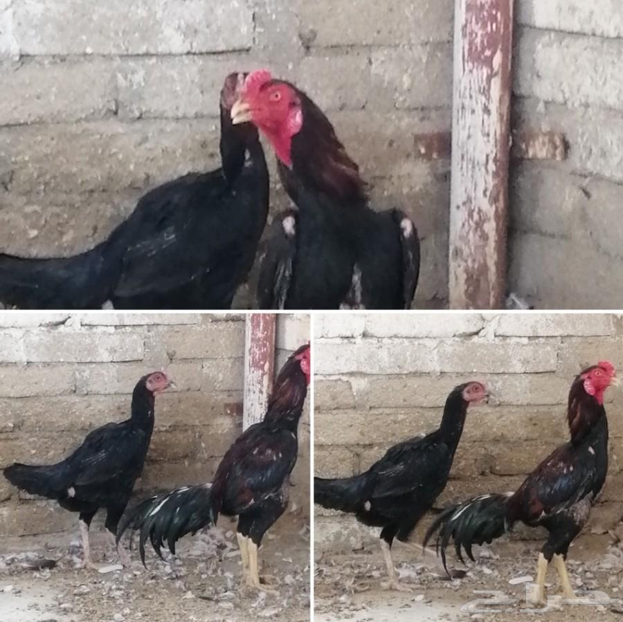 ديك ودجاجه باكستاني